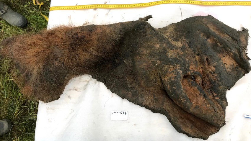 Ice Age woolly mammoth provides oldest RNA ever extracted | News ...