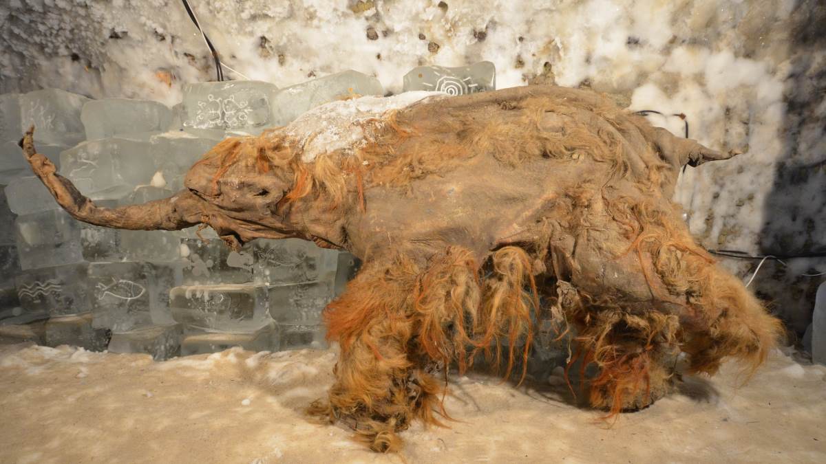 Ice Age woolly mammoth provides oldest RNA ever extracted | News ...