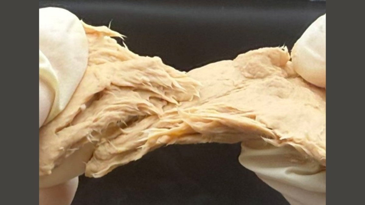 Genetic engineering improves fungus as alternative protein source ...