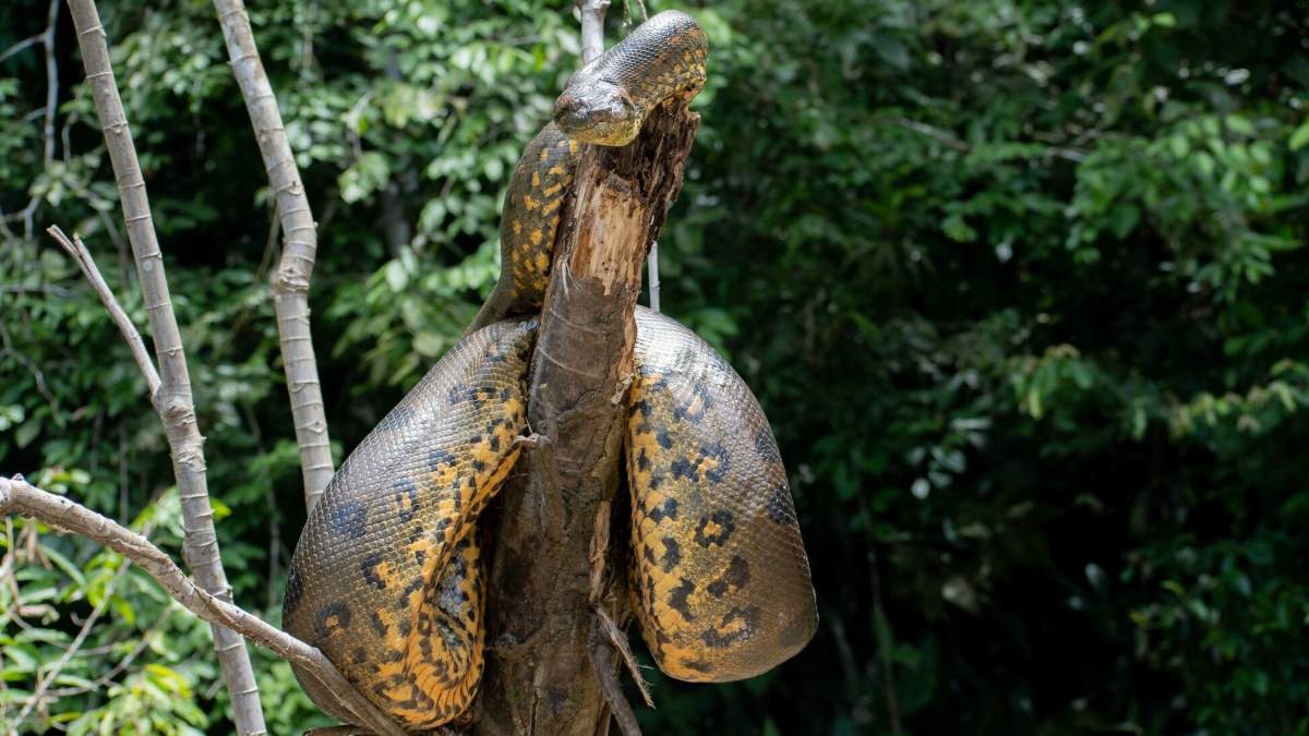 Anacondas have been giant for more than 12 million years | News ...