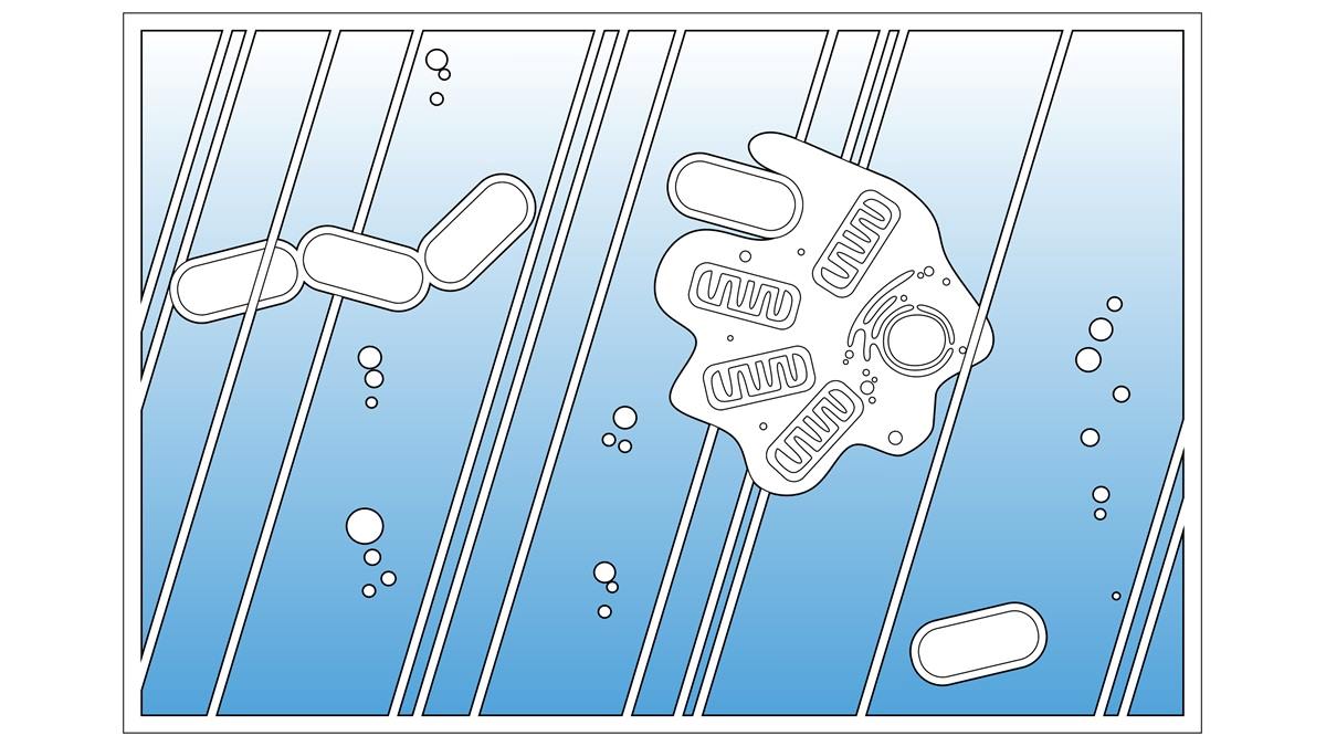 Our single-celled ancestors are older than previously thought | News ...