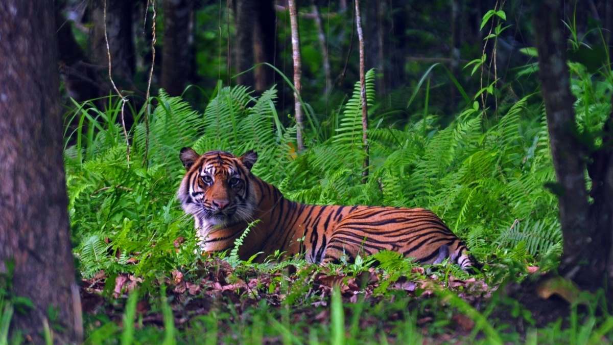 Sumatran tigers bouncing back | News | ConnectSci