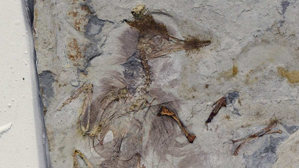 Early Cretaceous bird fossil shows it choked to death on rocks | News ...