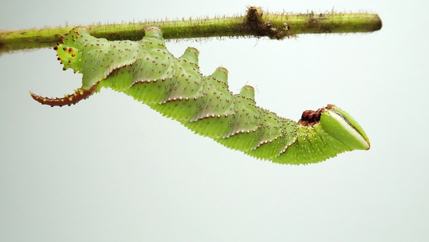 Hawkmoth pupae hiss like a snake to ward off predators | News | ConnectSci