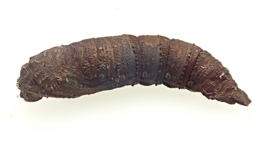 Hawkmoth pupae hiss like a snake to ward off predators | News | ConnectSci
