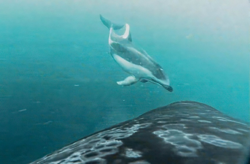 Orcas and dolphins team up to hunt fish | News | ConnectSci