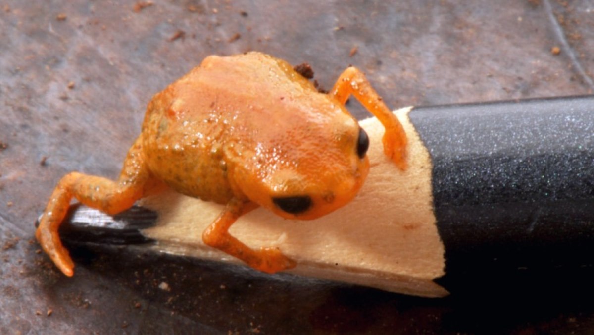 Bright orange species of pumpkin toadlet discovered in Brazil | News ...