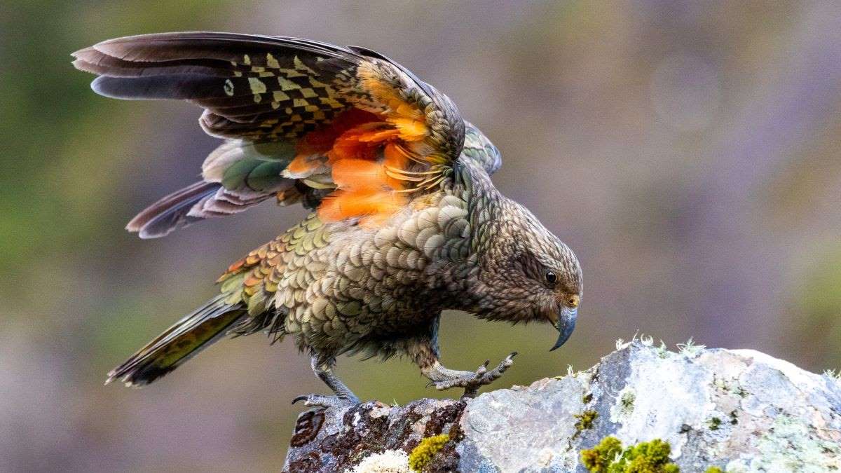 You can't trick a kea, but you can fool a cockatoo | News | ConnectSci