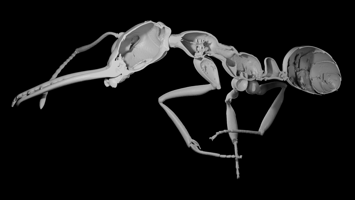 Ant societies value quantity over quality | News | ConnectSci