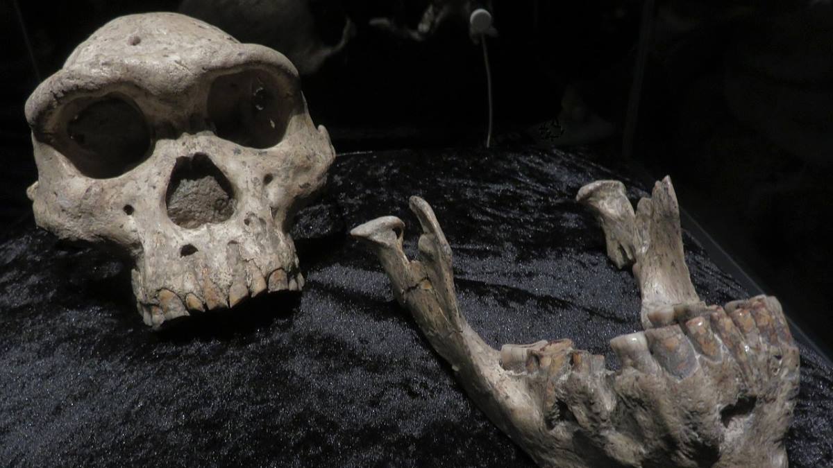 When ancient humans left Africa, it wasn't just one species | News ...
