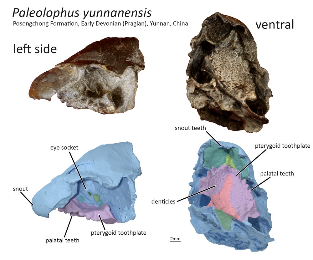 Ancient lungfish discovered in China is missing link to tetrapod ...