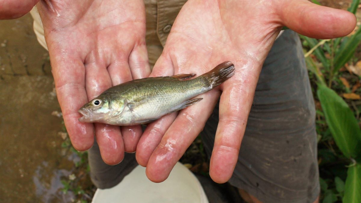 One of Australia’s rarest freshwater fish is under threat | News ...