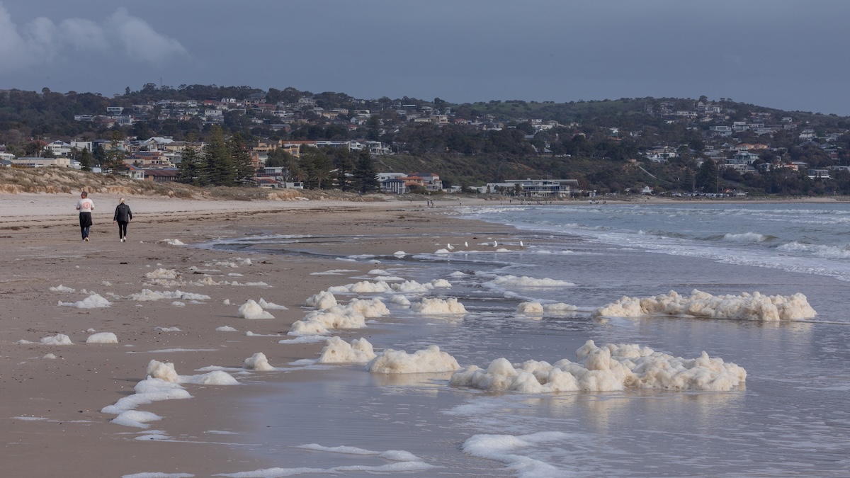What's behind the massive harmful algal bloom in South Australia ...