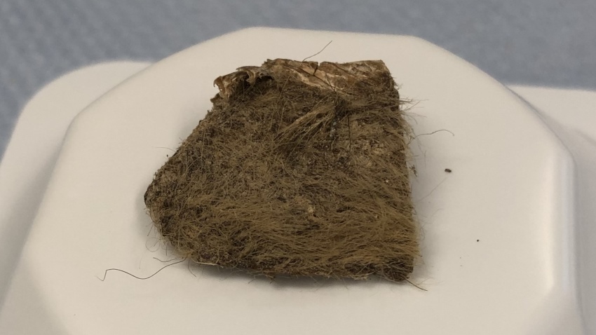 Woolly rhino genome recovered from stomach of Ice Age wolf | News ...