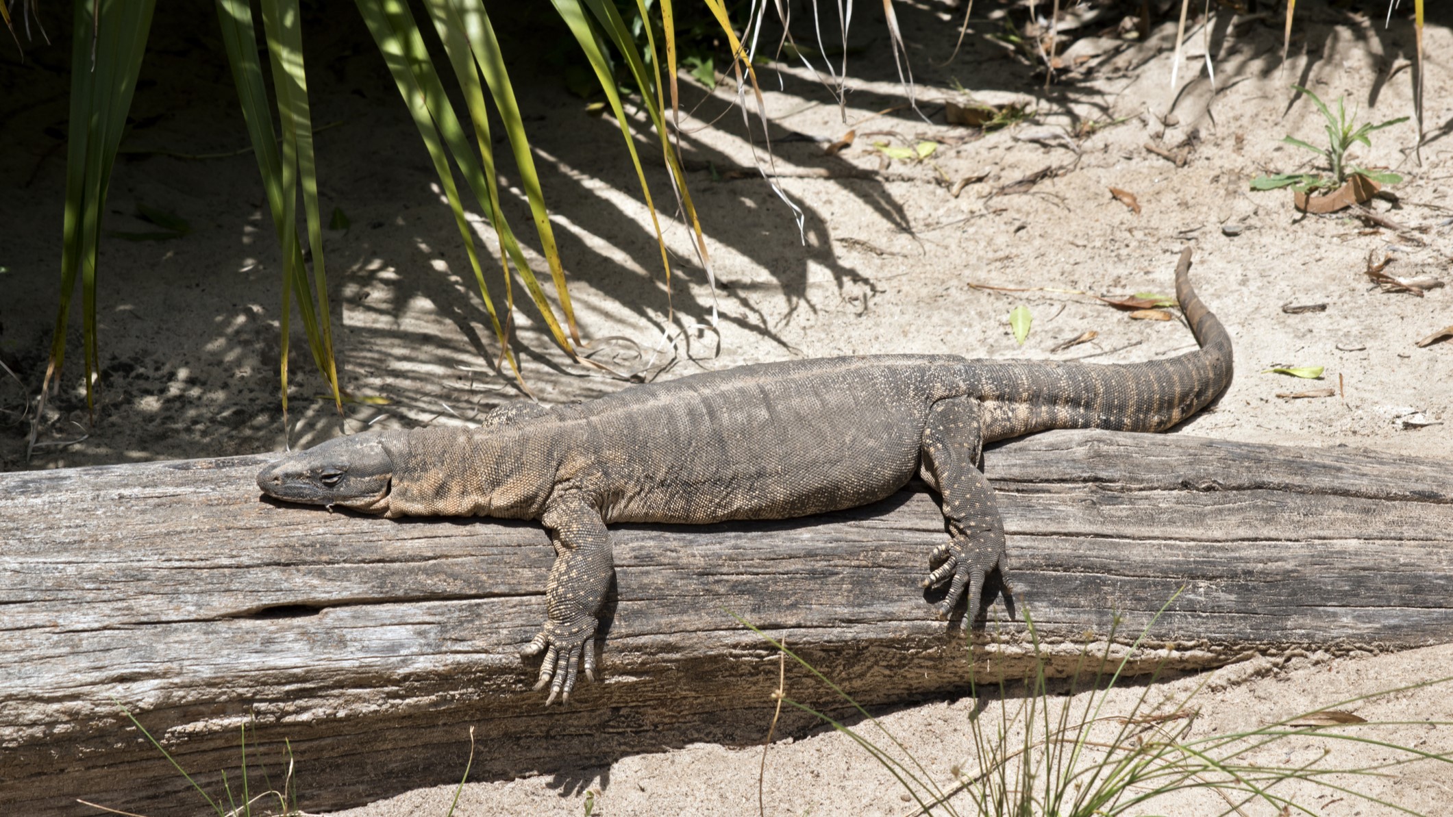 Australian reptiles challenge 130-year rule of evolution | News ...