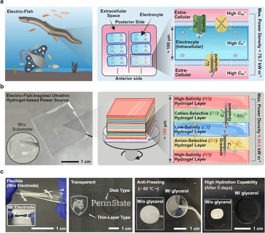 Shockingly powerful gel battery inspired by electric fish | News ...