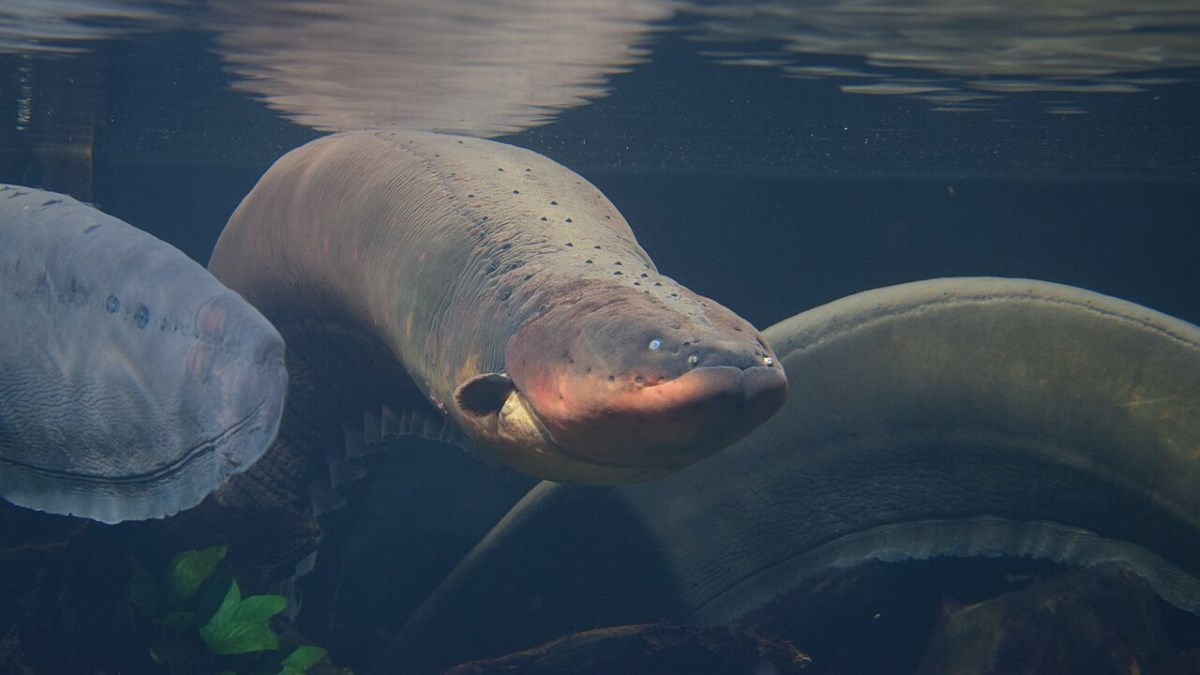 Shockingly powerful gel battery inspired by electric fish | News ...