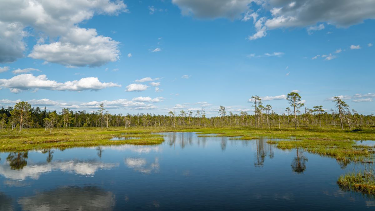 Arctic peatlands expanding as temperatures rise | News | ConnectSci