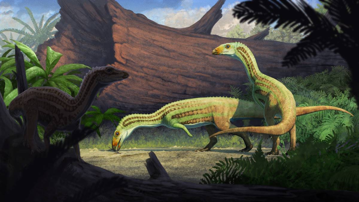 Croc ancestor started life on 4 legs before walking on 2 | News ...