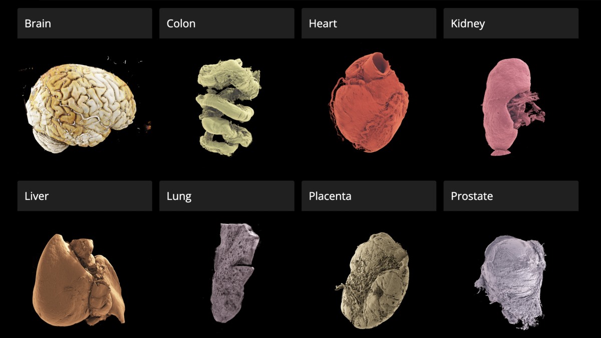 See some of the most detailed 3D images of human organs ever produced ...