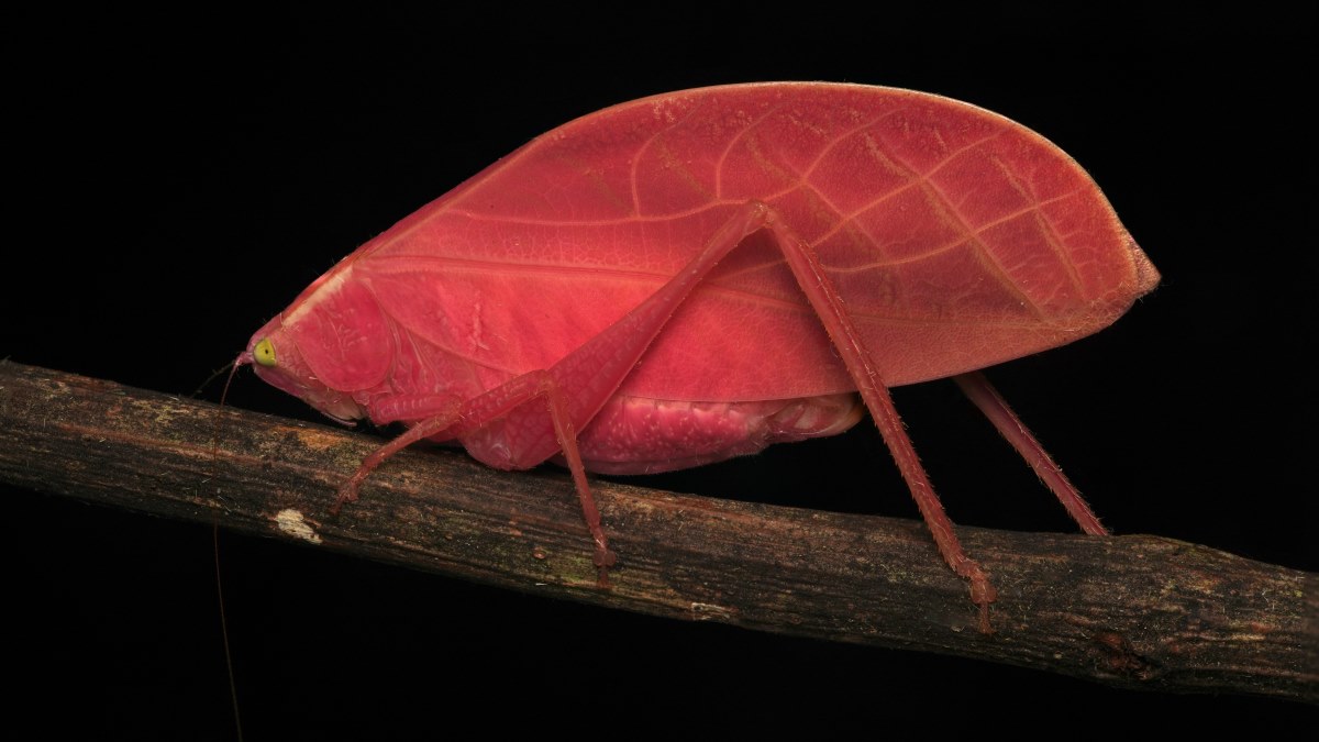 Tropical insect transforms from hot pink to green | News | ConnectSci