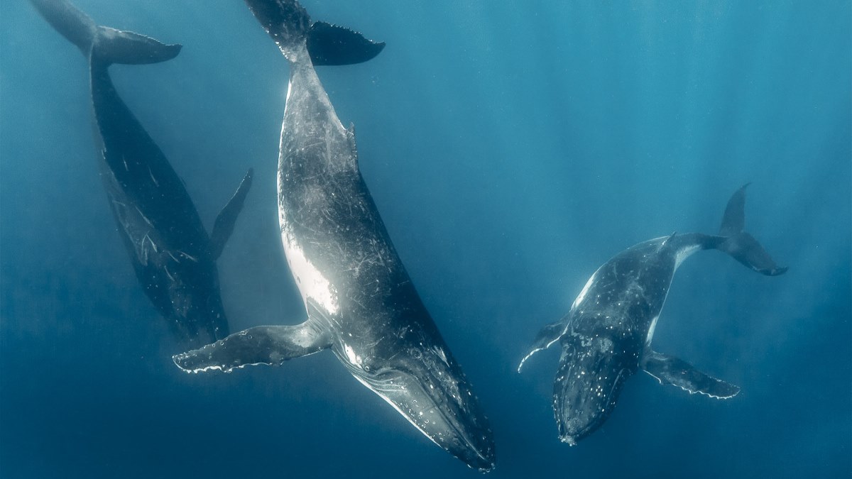 How do you give a whale a hearing test? | News | ConnectSci