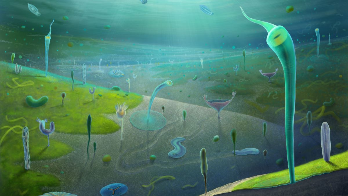 Chinese fossils show complex animals evolved before Cambrian explosion ...