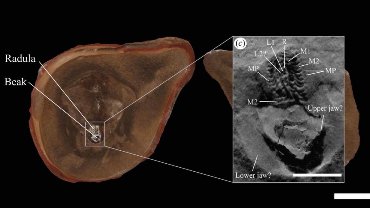 Oldest octopus fossil not an octopus after all | News | ConnectSci