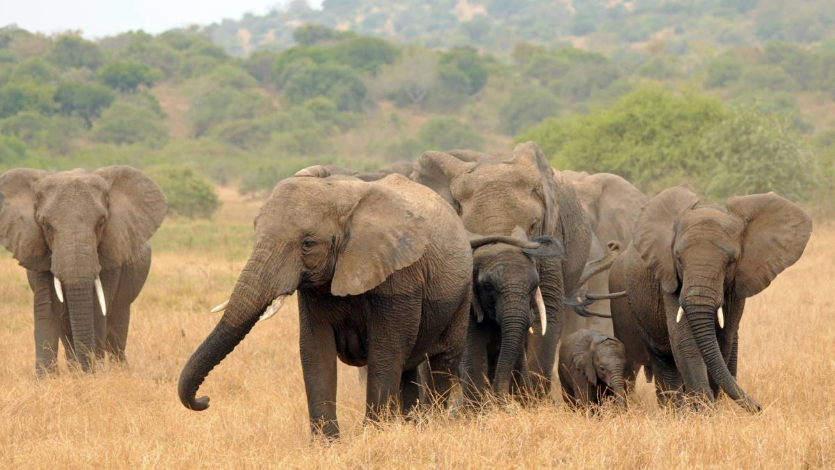 Largest elephant genome study reveals past and future | News | ConnectSci