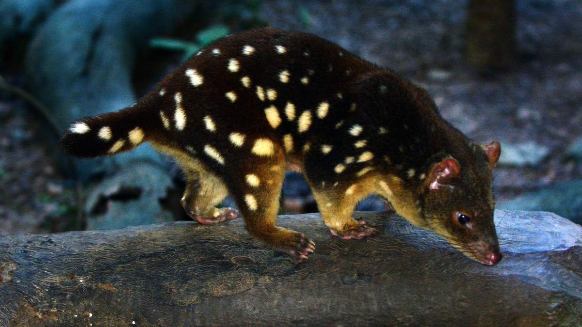 Mining waste could help save endangered northern quoll | News | ConnectSci