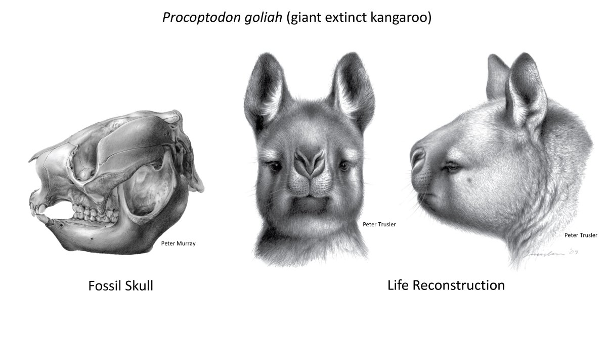 Kangaroos are the exception in “upside-down” evolution | News | ConnectSci