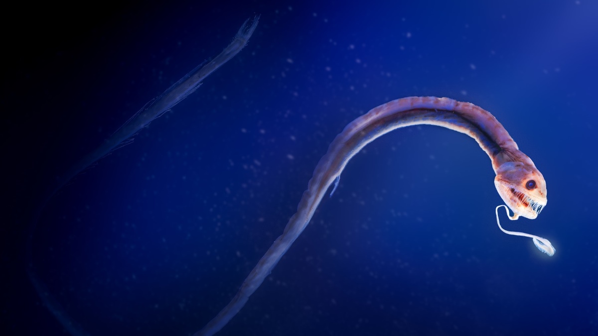 What do bioluminescent fish and Isaac Newton have in common? | News ...