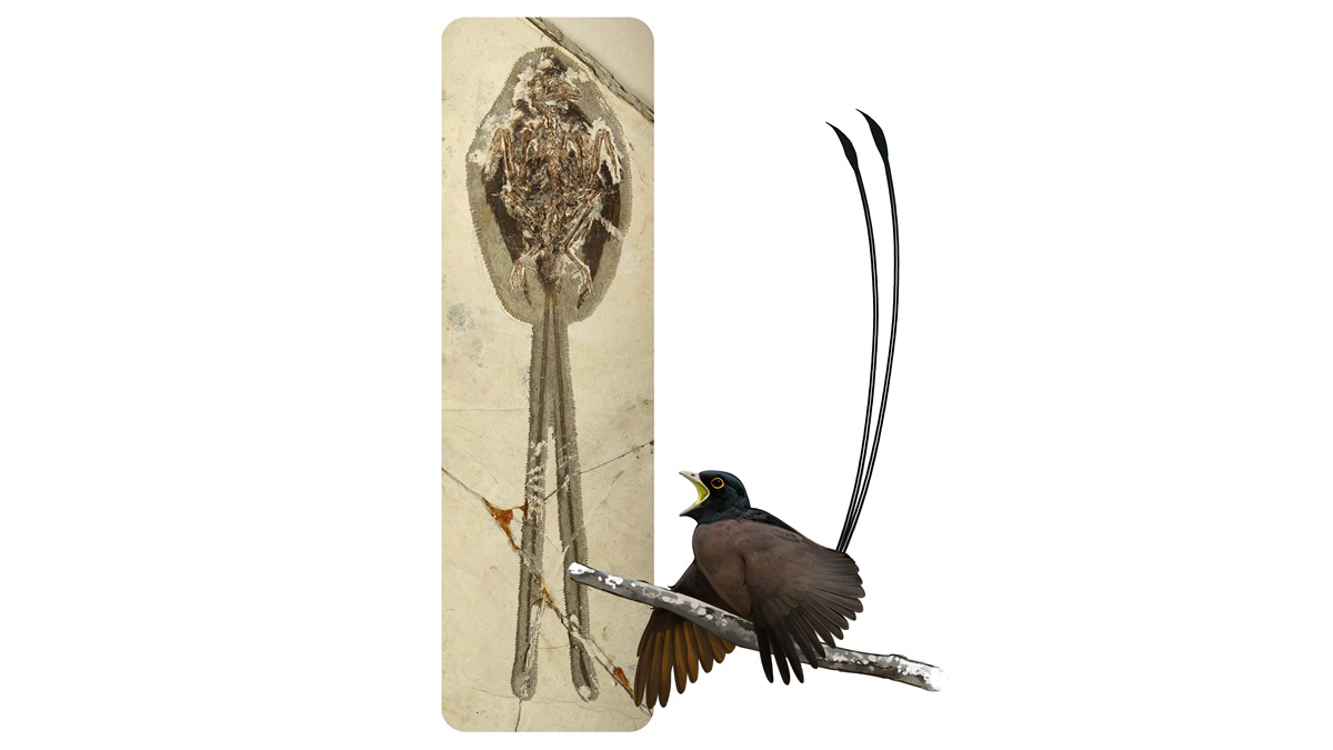 Long feathers on new fossil bird from Cretaceous China | News | ConnectSci