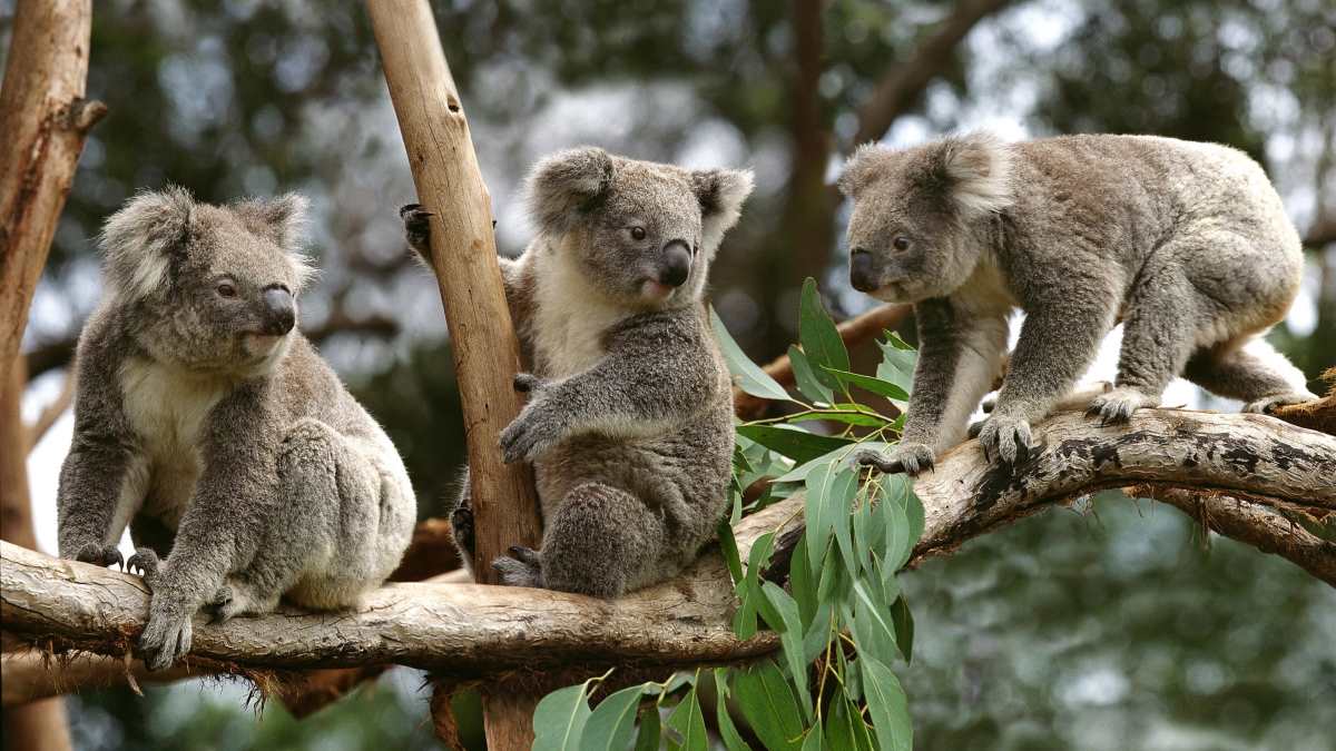 Humans not to blame for ice age koala population crash | News | ConnectSci