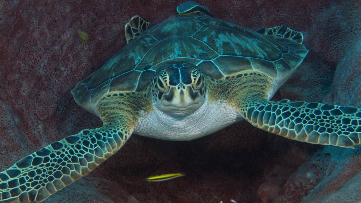 Green sea turtles are far from perfect navigators | News | ConnectSci