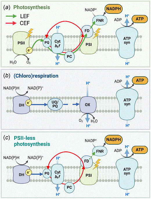Cyclic electron flow and Photosystem II-less photosynthesis ...