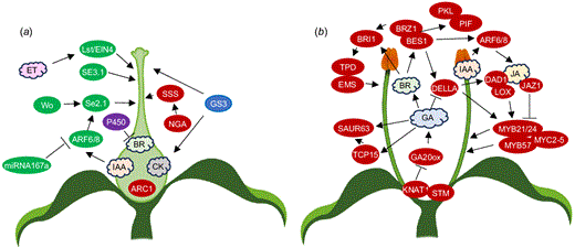 The genetic control of herkogamy | Functional Plant Biology | ConnectSci