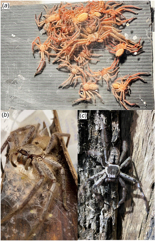 Group structure in a social huntsman spider (Delena cancerides) reveals ...
