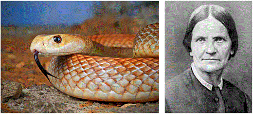 Science meets the taipan: the discovery and description of an iconic ...