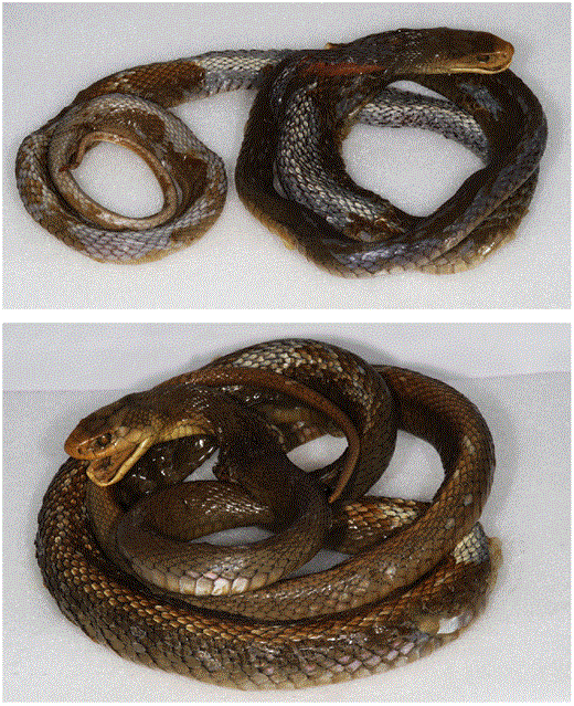 Science meets the taipan: the discovery and description of an iconic ...