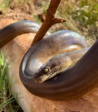 Volume 74 Issue 3 | Australian Journal of Zoology | ConnectSci